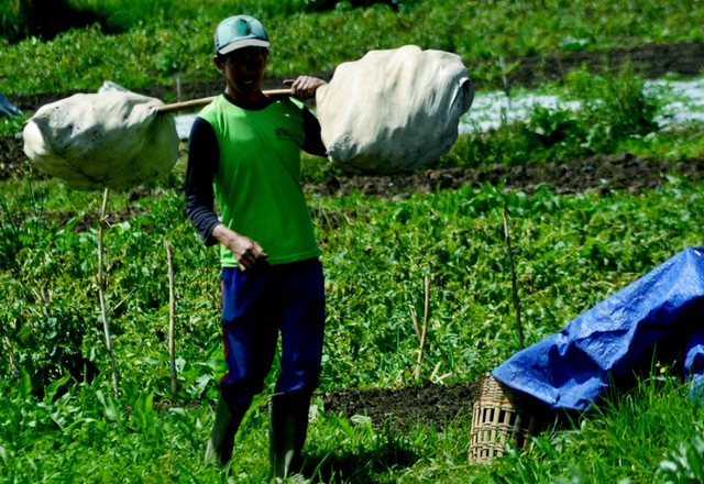 Potret Petani Kentang di Dieng, Wonosobo | kumparan.com