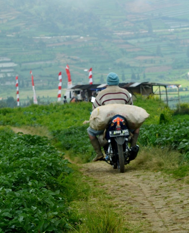 Potret Petani Kentang di Dieng, Wonosobo | kumparan.com
