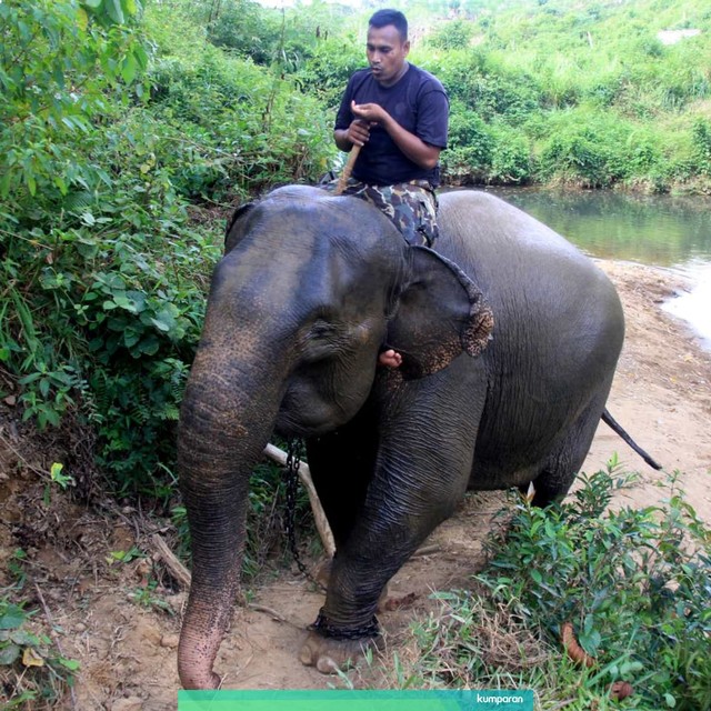 Foto: Yuyun, Bayi Gajah Baru di Konservasi Aceh | kumparan.com