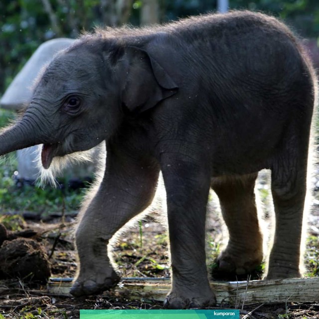 Foto: Yuyun, Bayi Gajah Baru di Konservasi Aceh | kumparan.com