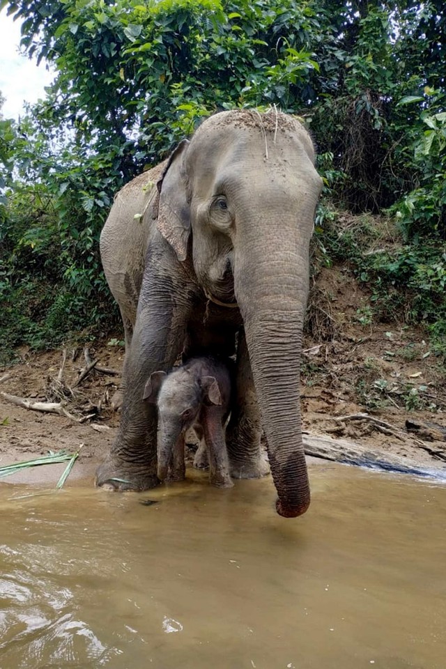 Foto: Yuyun, Bayi Gajah Baru di Konservasi Aceh | kumparan.com