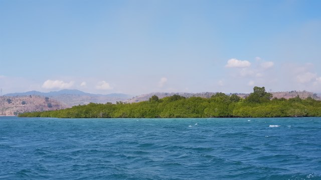 Foto: Melihat Ikan Hiu Paus di Teluk Saleh, Pulau Sumbawa | kumparan.com