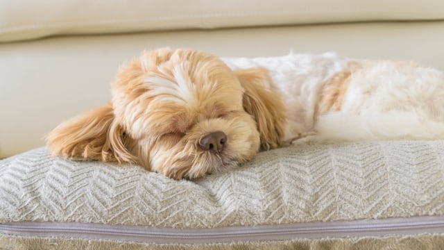 Apa Itu Anabul? Ini Pengertian dan Cara Merawatnya | kumparan.com