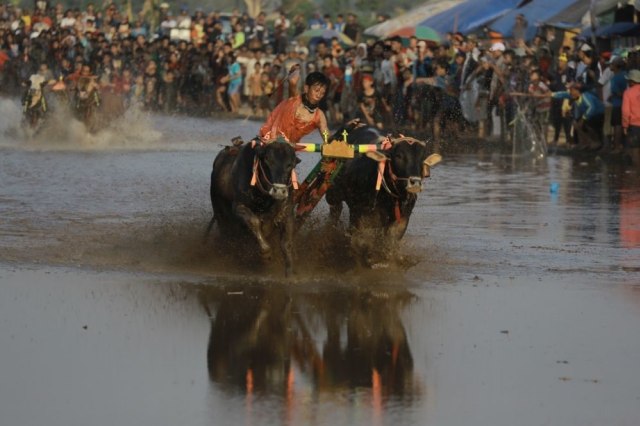 Karapan Sapi Brujul Jadi Warisan Budaya Kota Probolinggo | kumparan.com