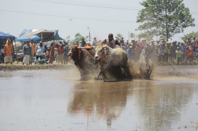 Karapan Sapi Brujul Jadi Warisan Budaya Kota Probolinggo | kumparan.com