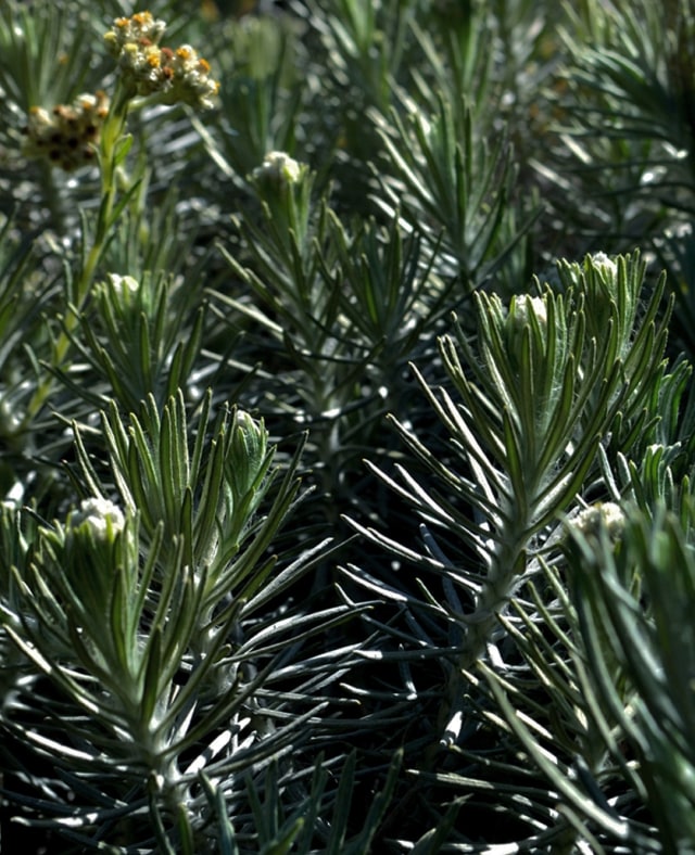 Foto: Bunga Abadi Edelweiss di Puncak Gunung Papandayan | kumparan.com