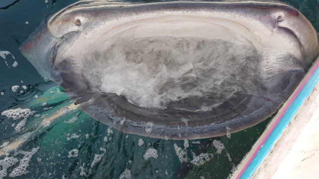 Faktor Keberuntungan, 97 Ekor Hiu Paus Bisa Dilihat di Teluk Saleh ...