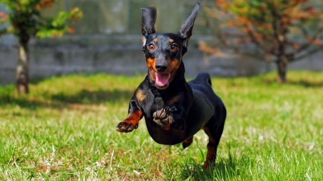 Jenis Anjing yang Cocok Jadi Teman Traveling | kumparan.com