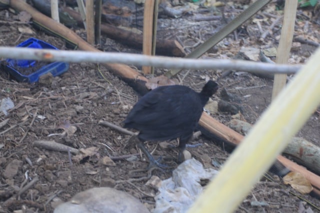 Mengenal Maleo, Burung Misterius Asli Indonesia yang Konon Habis Kawin ...