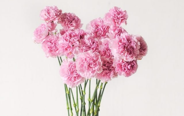 Pahami Bahasa Bunga, Ketahui Arti Bunga Anyelir Berdasarkan Warnanya ...