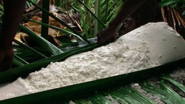 Mosakung: Cara Warga Mamuju Membuat Sagu dari Pohon Rumbia | kumparan.com