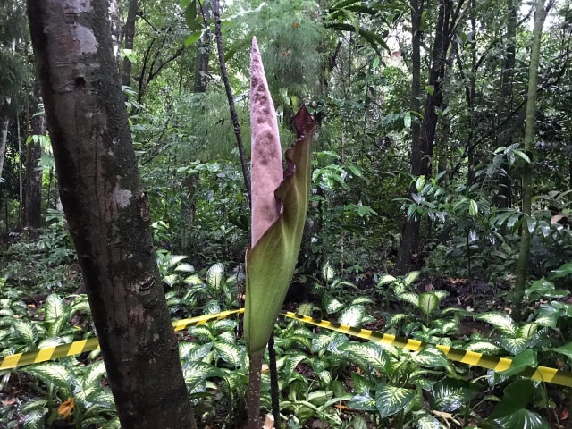 Melihat dari Dekat Bunga Bangkai yang Tumbuh di Pontianak | kumparan.com