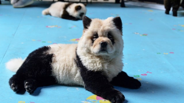 Di China, Anjing Disulap jadi Panda dengan Cat | kumparan.com