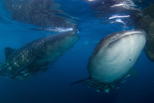 5 Hewan Terbesar di Bumi yang Masih Hidup hingga Sekarang | kumparan.com