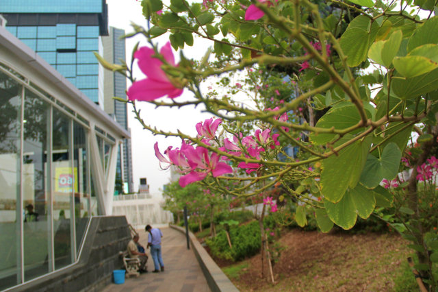 Foto: Indahnya Bunga Tabebuya di Sepanjang Jalan Sudirman | kumparan.com