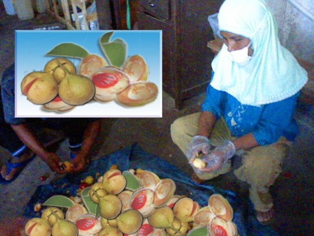 Kenikmatan Maluku Melalui Cita Rasa Jus Pala Morella | kumparan.com