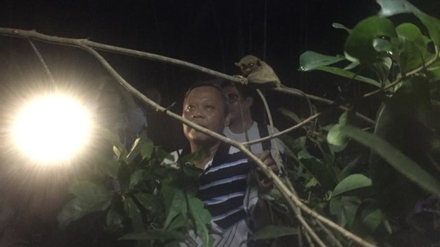 Mengenal Tarsius, Primata Kecil Paling Langka di Dunia Hanya Ada di ...