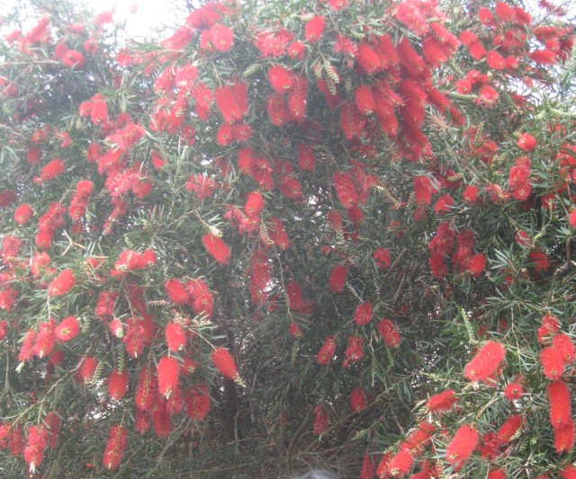 Melihat 4 Musim dan 4 Warna di Perth | kumparan.com