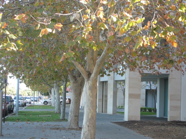 Melihat 4 Musim dan 4 Warna di Perth | kumparan.com