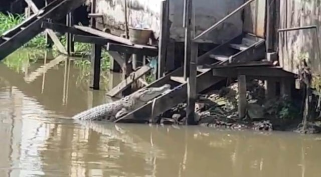 Wali Kota Singkawang Laporkan Kemunculan Buaya ke BKSDA | kumparan.com