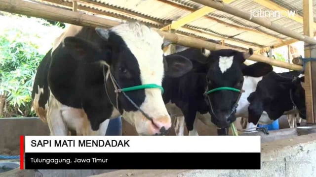 Video: Sapi Mati Mendadak Resahkan Peternak | kumparan.com