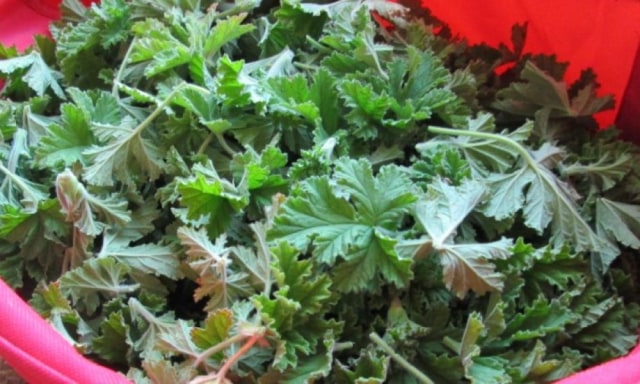 Geranium, Si Tanaman Multifungsi untuk Mengusir Nyamuk dan Aromaterapi ...