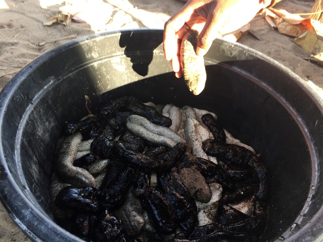 Adat Sasi, Pelindung Potensi Alam Papua Sejak Zaman Nenek Moyang ...