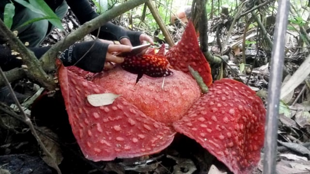 4 Bunga Raflesia Mekar di Tepian Danau Maninjau Sumatera Barat ...