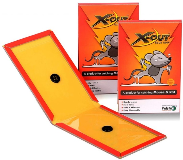 Berikut 6 Cara Mengusir Tikus Curut Agar Rumah Sehat dan Bersih ...