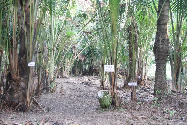 Mendorong Sagu Papua Sebagai Makanan Pokok di Indonesia | kumparan.com