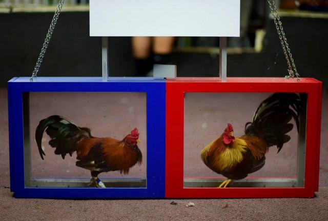 Makna, Mitos, dan Sejarah Panjang dari Hadirnya Sabung Ayam di ...