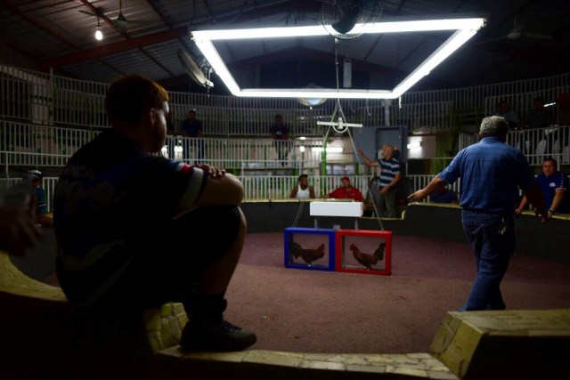 Makna, Mitos, dan Sejarah Panjang dari Hadirnya Sabung Ayam di ...