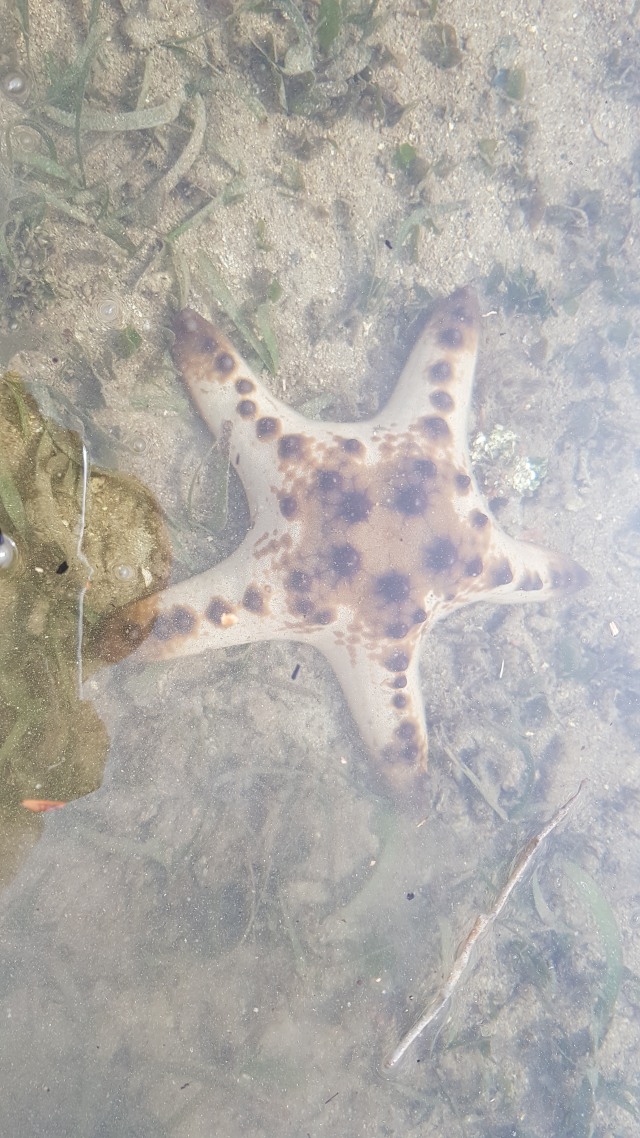Potret Terumbu Karang Rusak di Pantai Tengke, NTB | kumparan.com