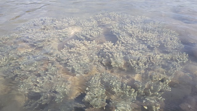 Potret Terumbu Karang Rusak di Pantai Tengke, NTB | kumparan.com