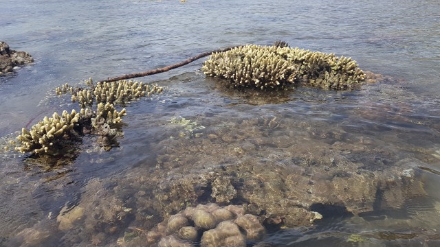 Potret Terumbu Karang Rusak di Pantai Tengke, NTB | kumparan.com