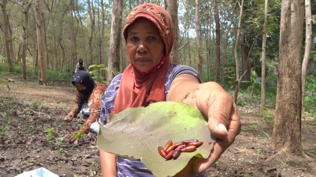 Melihat Warga Berburu Kepompong Ulat Jati di Tulungagung | kumparan.com