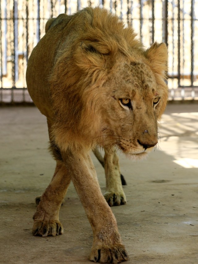 Kurang Gizi, Singa Kurus Kering di Kebun Binatang Sudan Mati | kumparan.com