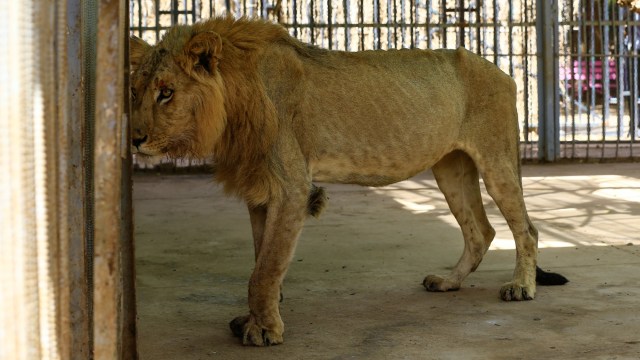 Kurang Gizi, Singa Kurus Kering di Kebun Binatang Sudan Mati | kumparan.com