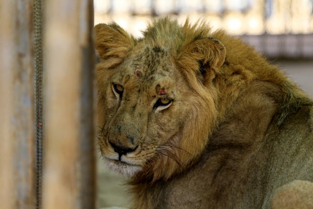 Kurang Gizi, Singa Kurus Kering di Kebun Binatang Sudan Mati | kumparan.com