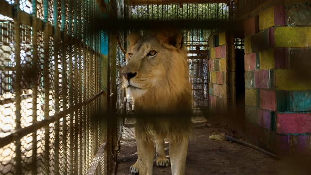 Kurang Gizi, Singa Kurus Kering di Kebun Binatang Sudan Mati | kumparan.com