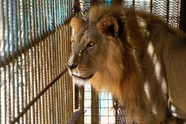 Kurang Gizi, Singa Kurus Kering di Kebun Binatang Sudan Mati | kumparan.com