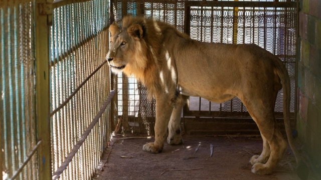 Kurang Gizi, Singa Kurus Kering di Kebun Binatang Sudan Mati | kumparan.com