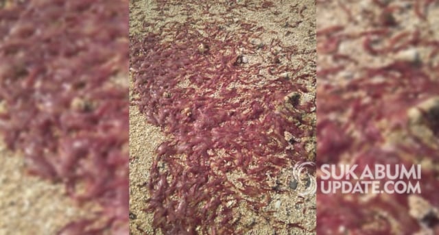 Bangkai Diduga Cacing Laut Penuhi Pesisir Pantai Ujunggenteng Sukabumi ...