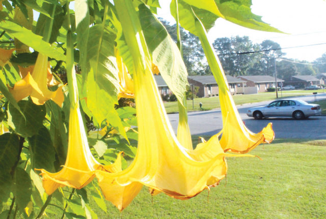 Kenali 9 Jenis Bunga Cantik tapi Ternyata Beracun | kumparan.com