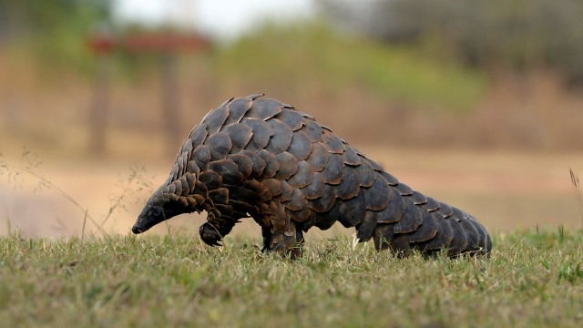 PPATK Ungkap Kaitan Penyelundupan Sisik Trenggiling dengan Produksi ...