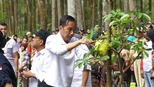 Presiden Jokowi Lepas Elang Jawa dan Tanam Pohon di Merapi | kumparan.com