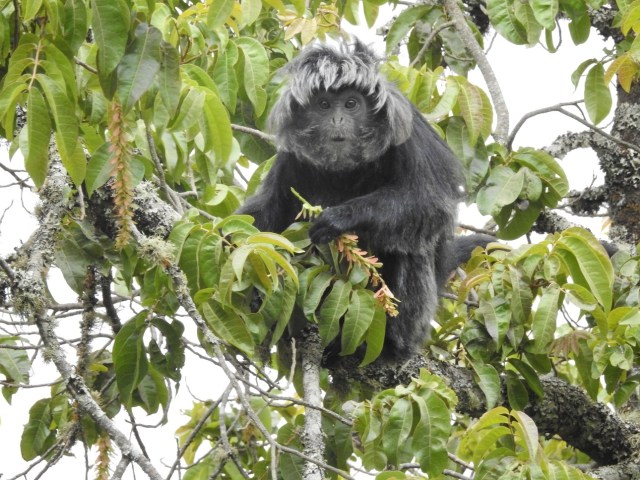 Serunya Mendaki Sambil Mengamati Lutung Budeng dan Rek-rekan di Gunung ...