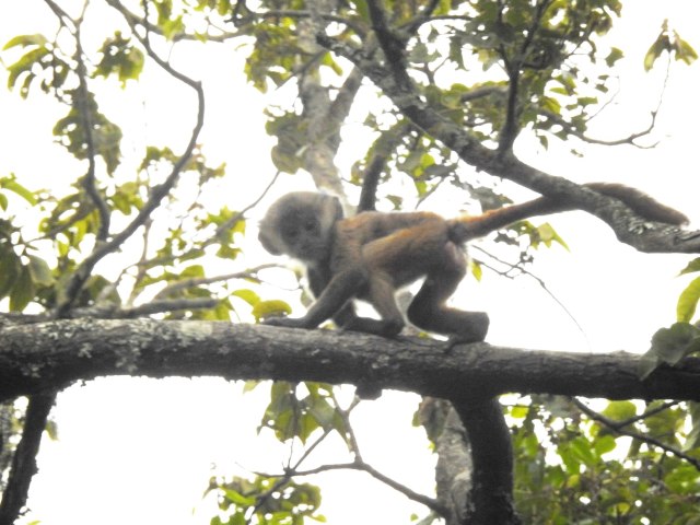 Serunya Mendaki Sambil Mengamati Lutung Budeng dan Rek-rekan di Gunung ...