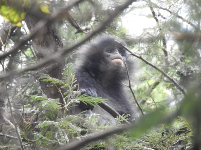 Serunya Mendaki Sambil Mengamati Lutung Budeng dan Rek-rekan di Gunung ...