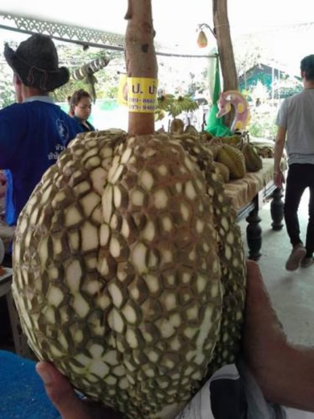 Malah Bikin Bergidik, Ini Penampakan Durian Kalau Botak | kumparan.com